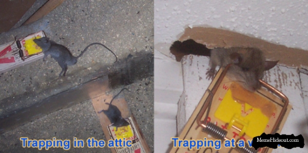 Memes Archive - Meme Hideout